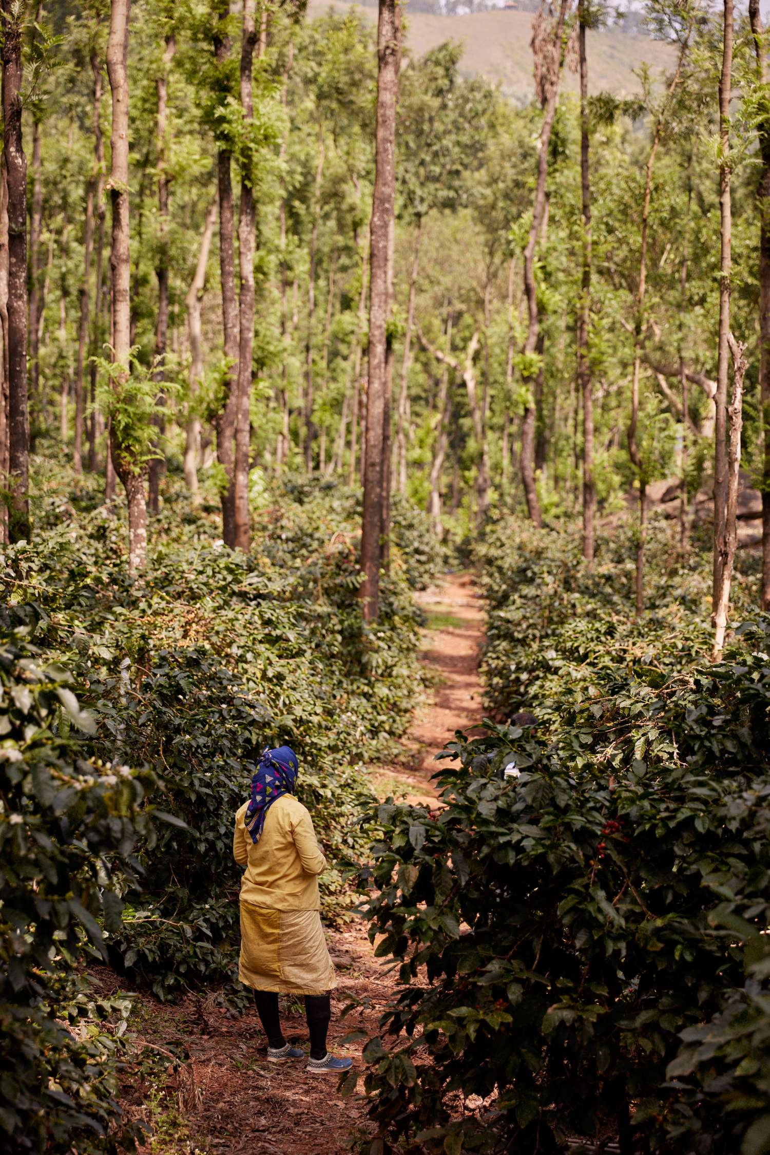 Cafe Imports | India