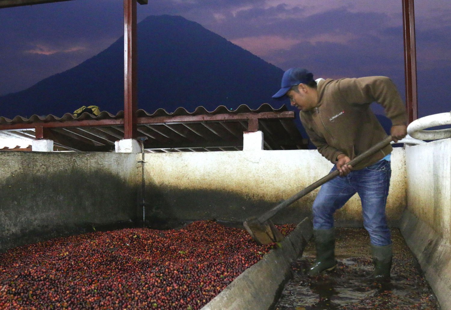 Cafe Imports | Guatemala