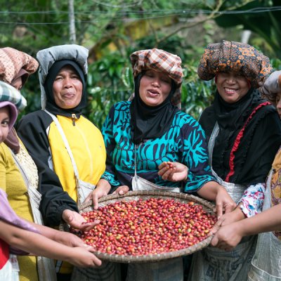 Cafe Imports | Offerings