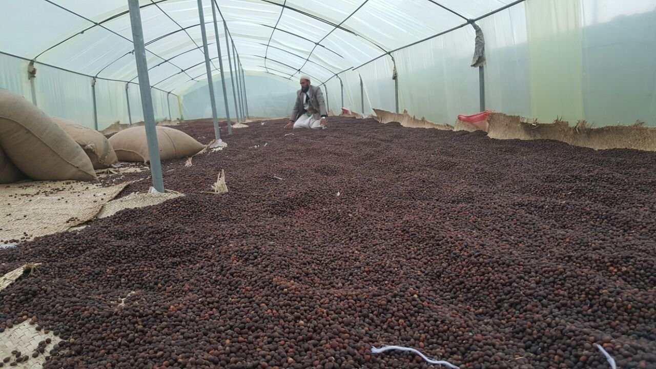 Cafe Imports | Yemen