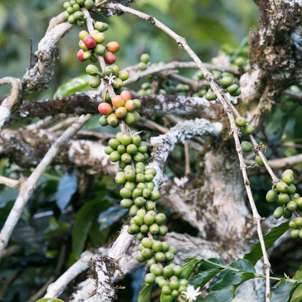 Cafe Imports | Coffee Variety Glossary | Cafe Imports | Importers of ...