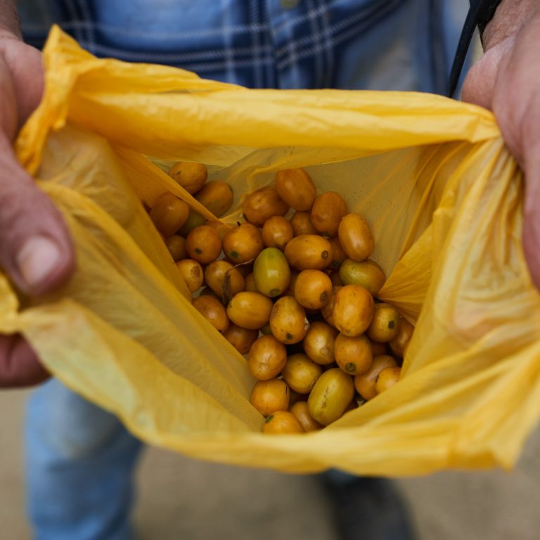 Cafe Imports | Coffee Variety Glossary | Cafe Imports | Importers of ...