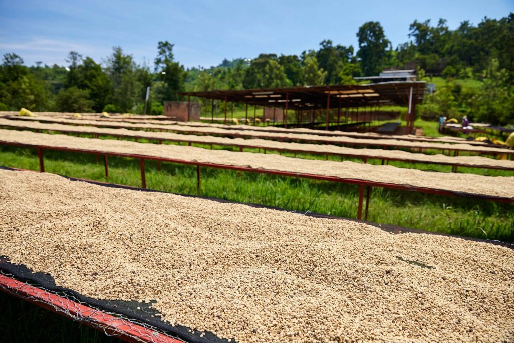 Cafe Imports | Tips to Navigate the Current C Market