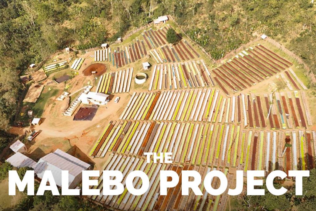 Cafe Imports | The Malebo Project from Idido, Ethiopia