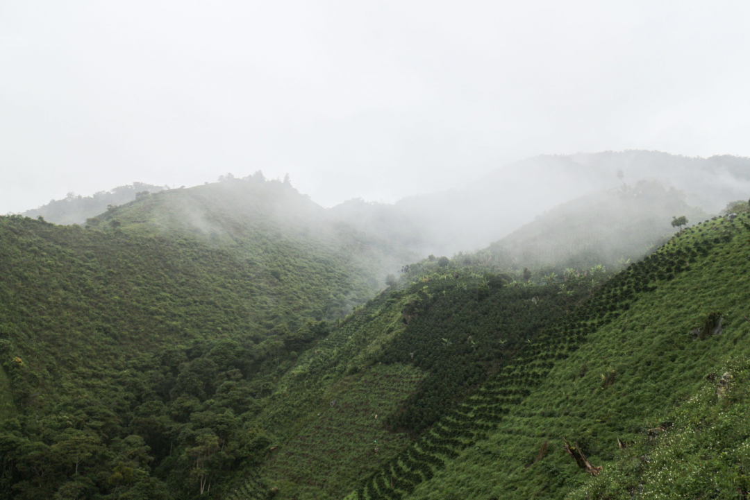 Cafe Imports | Regenerative Agriculture and The New Generation of ...