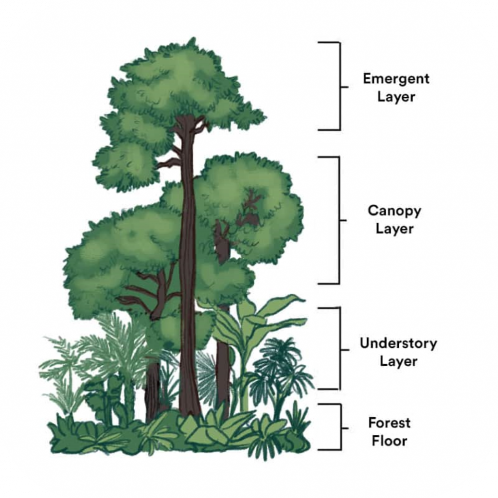 Cafe Imports | Proudly Bringing You Bird Friendly Coffees