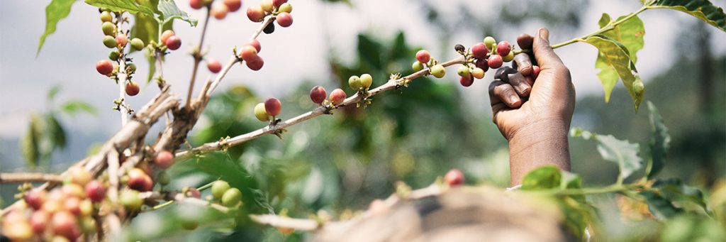Cafe Imports | How US Tariffs Impact Coffee